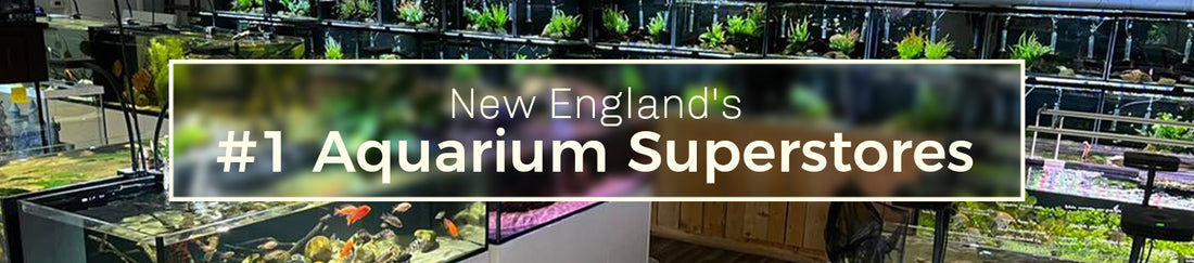 OSA Choice - New England's # 1 Aquarium Superstores