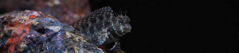 OSA Choice - New England's # 1 Aquarium Superstores