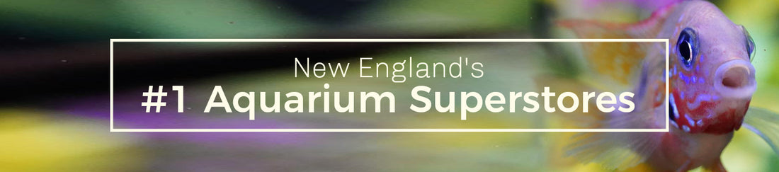 OSA Choice - New England's # 1 Aquarium Superstores