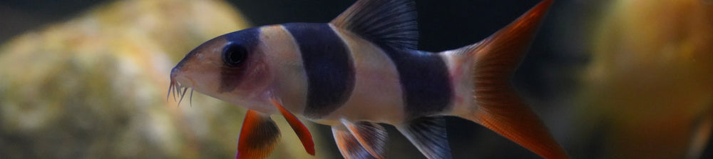 OSA Choice - New England's # 1 Aquarium Superstores