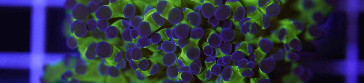 OSA Choice - New England's # 1 Aquarium Superstores